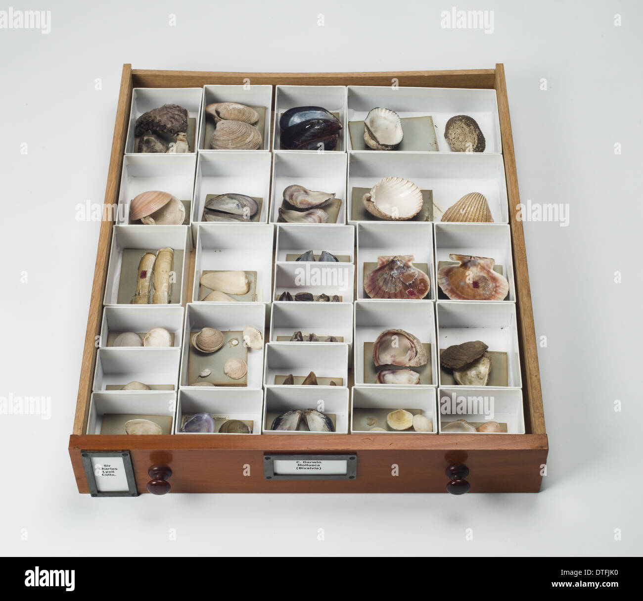 Charles darwin specimen hi-res stock photography and images - Alamy