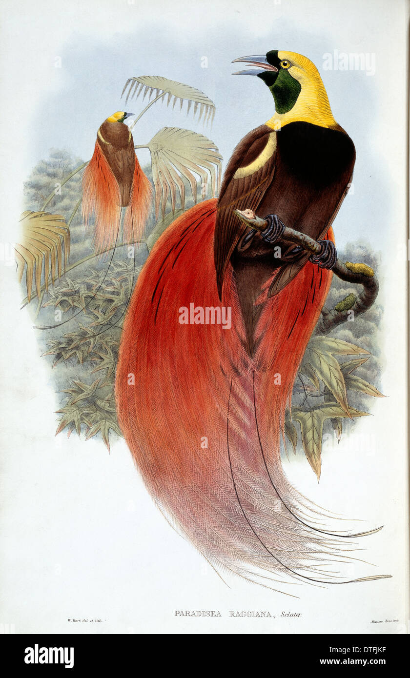 Raggiana bird of paradise hi-res stock photography and images - Alamy