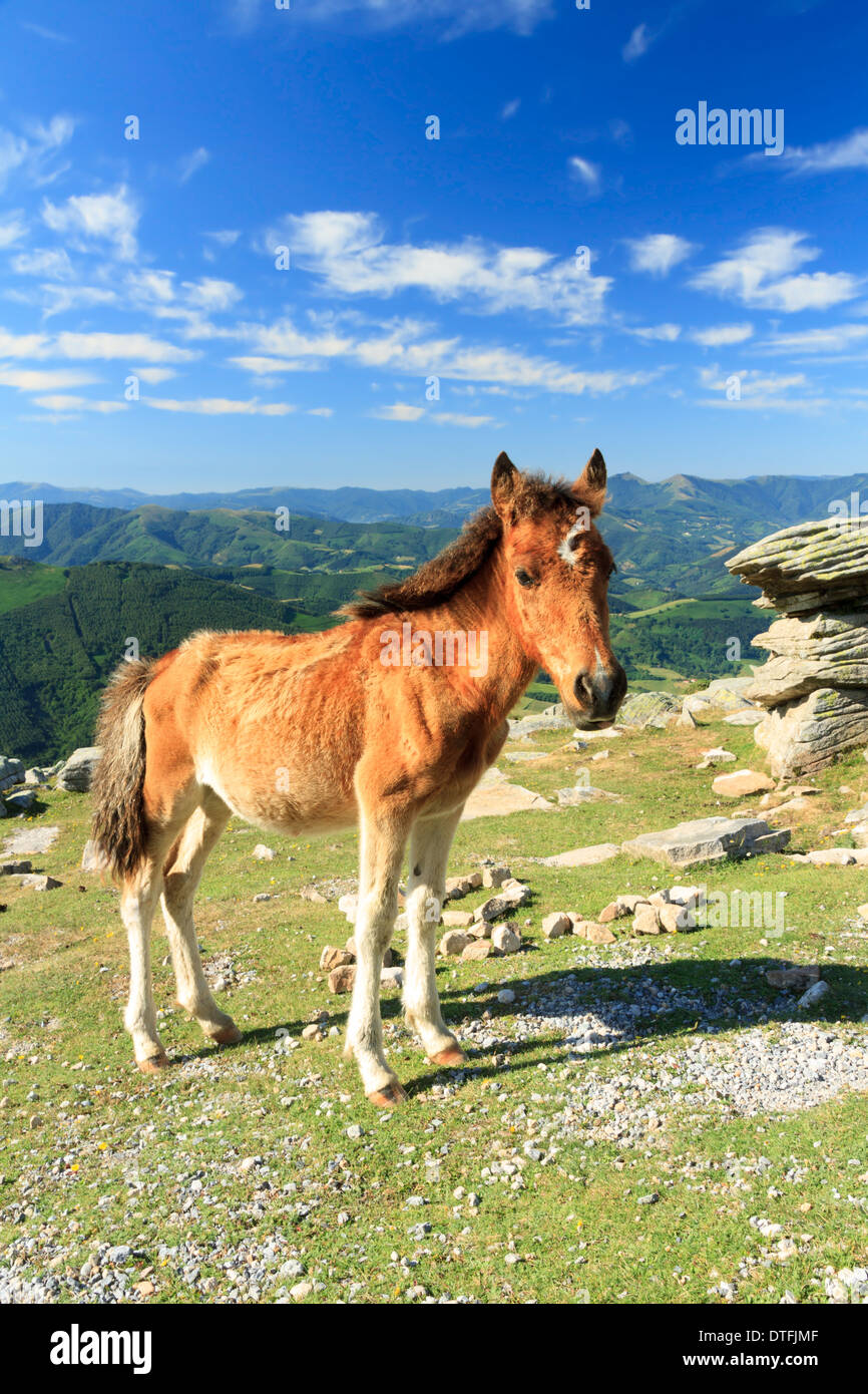 Pottok pony hi-res stock photography and images - Alamy