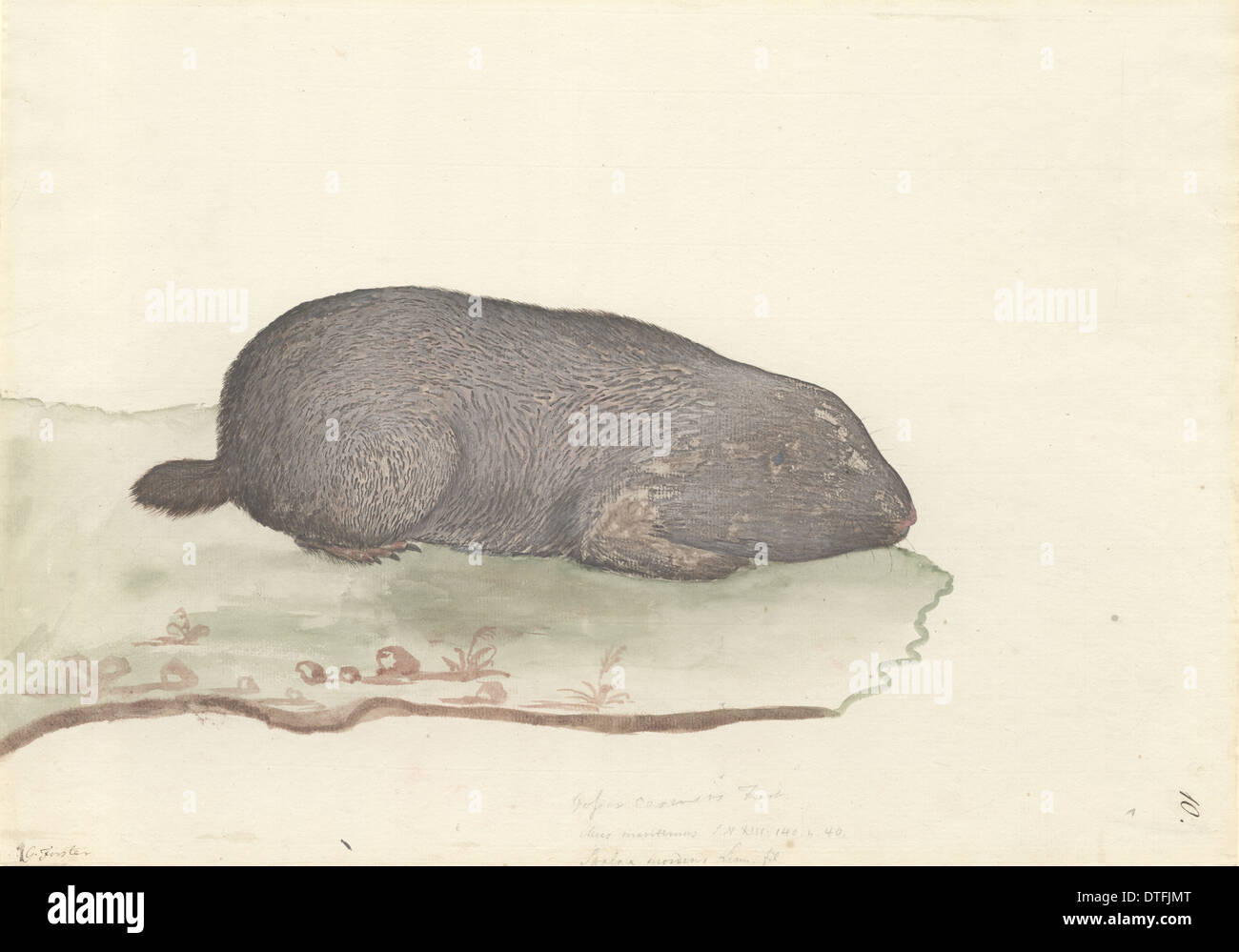 Capensis hi-res stock photography and images - Alamy