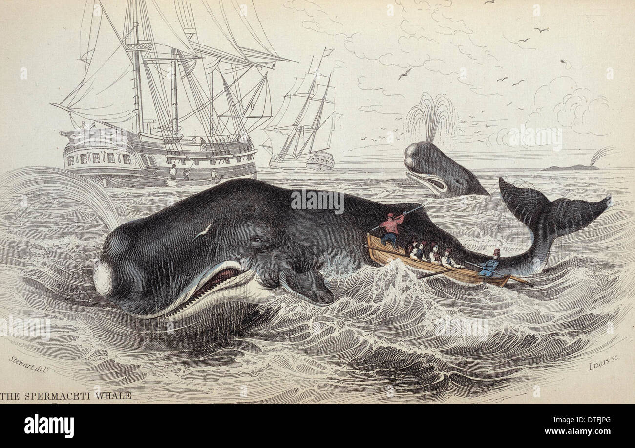 Physeter catodon, sperm whale Stock Photo - Alamy