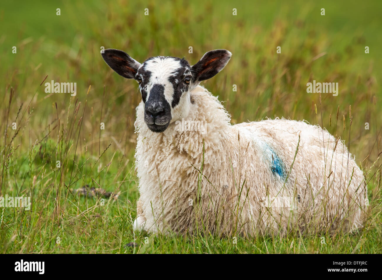 Ram ewe and lamb hi-res stock photography and images - Alamy