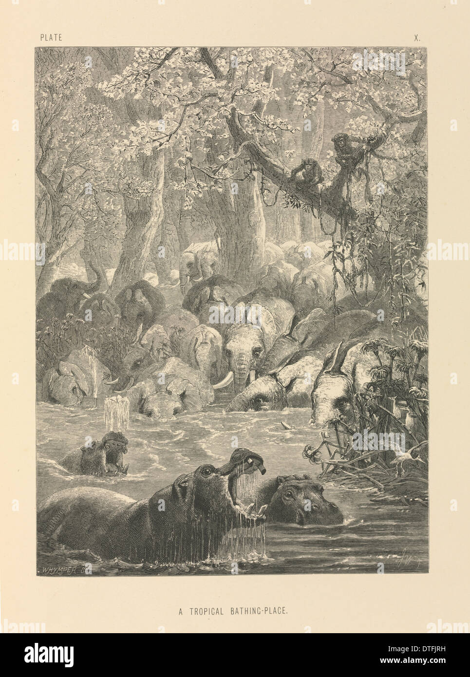 A Tropical Bathing-Place Stock Photo - Alamy