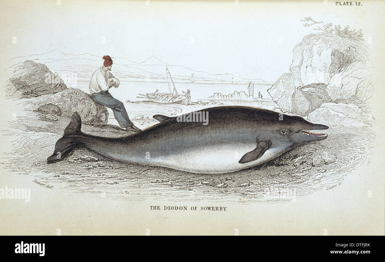 Mesoplodon bidens, Sowerby's beaked whale Stock Photo - Alamy