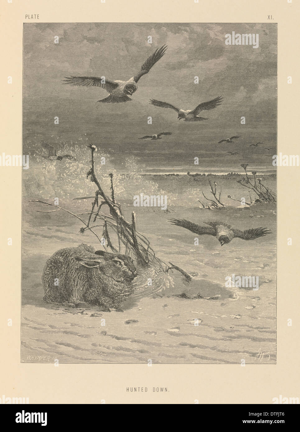 Hunted by illustration hi-res stock photography and images - Alamy