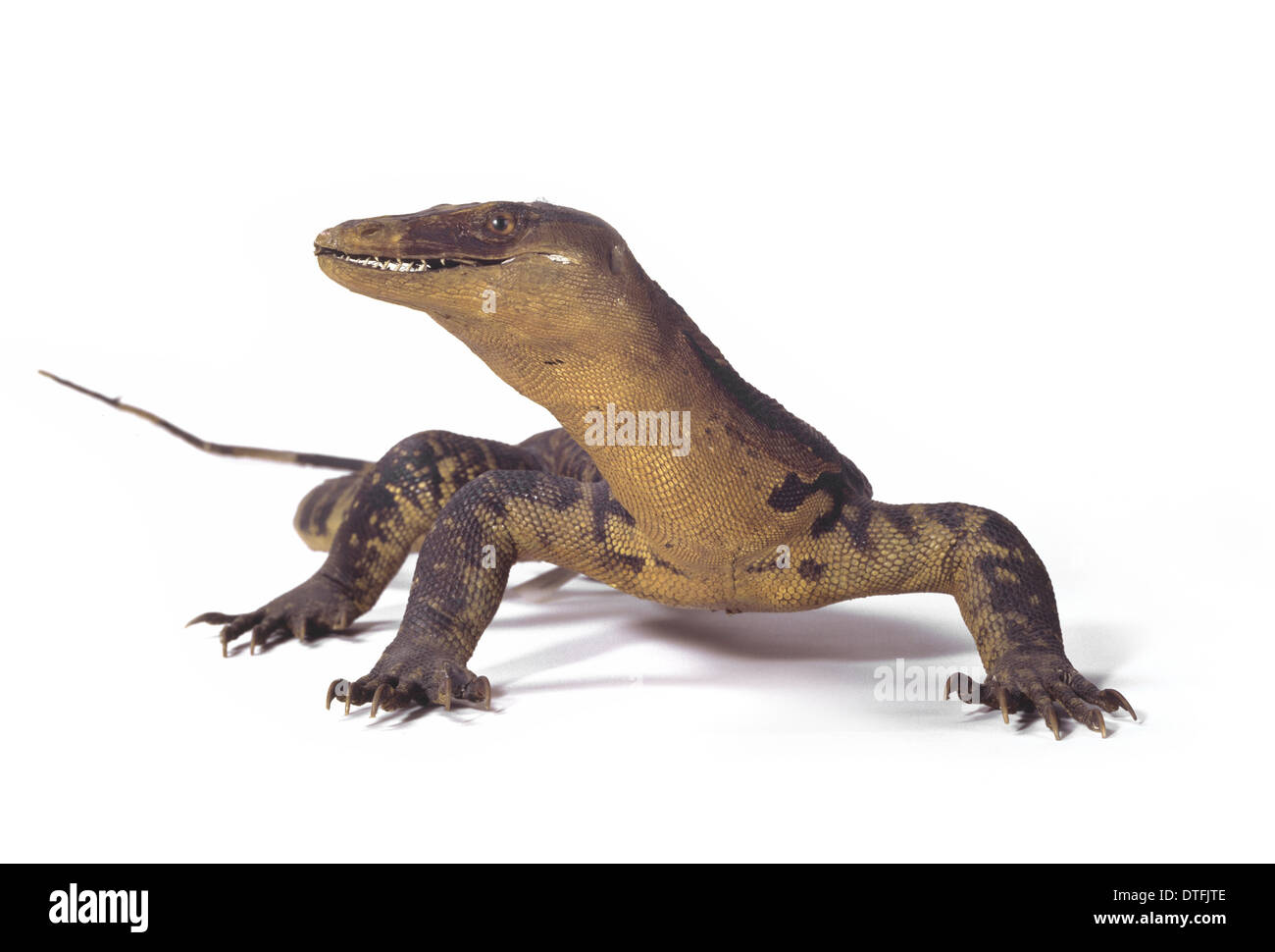 Varanus salvator anatomy Cut Out Stock Images & Pictures - Alamy