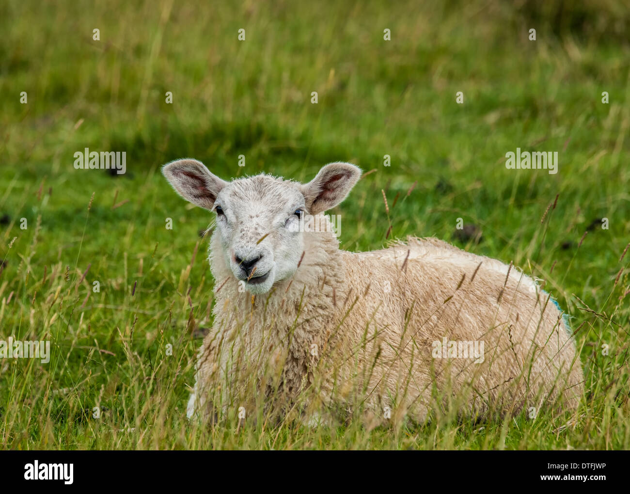 Ram ewe and lamb hi-res stock photography and images - Alamy