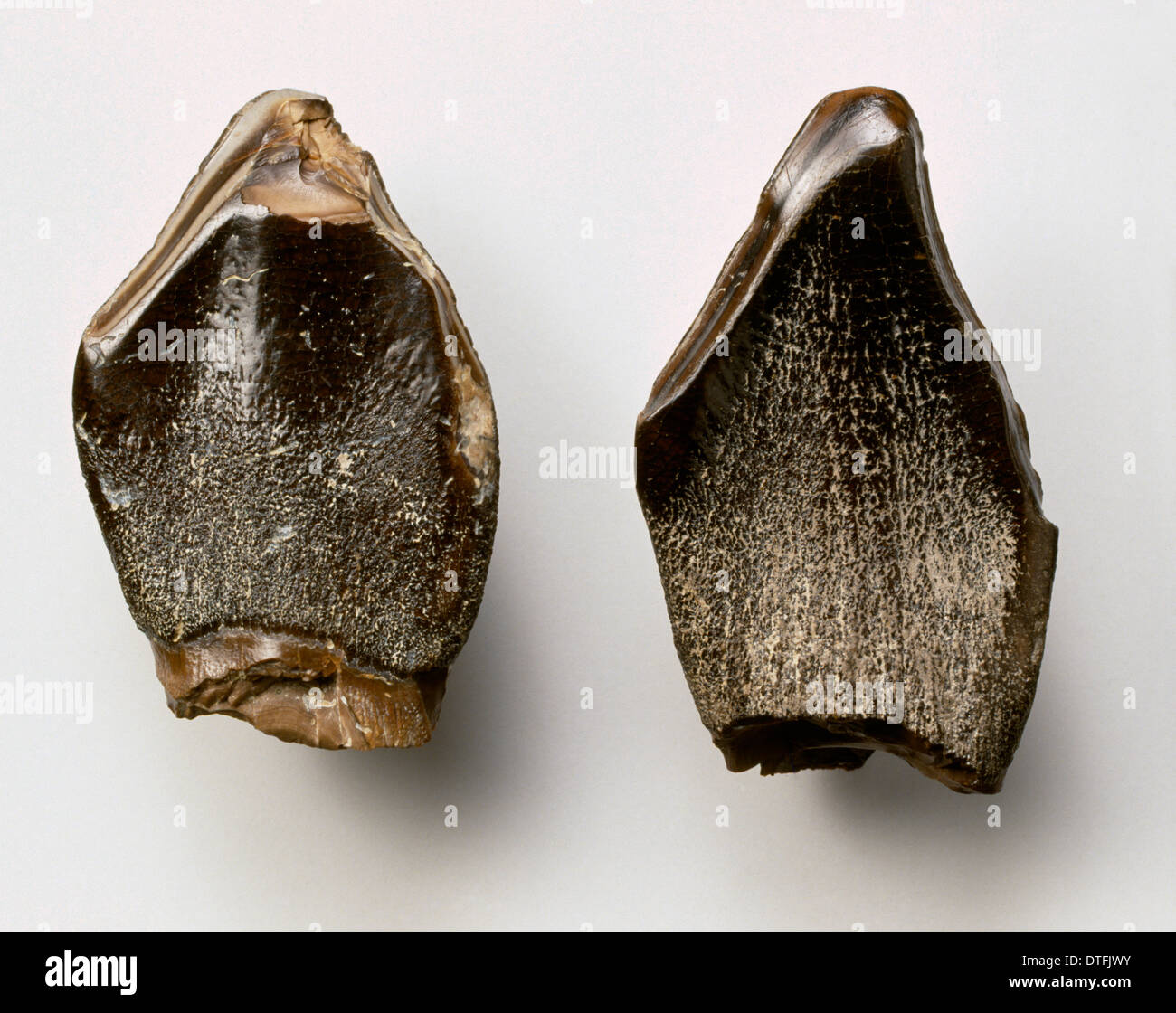 Two lower teeth hi-res stock photography and images - Alamy