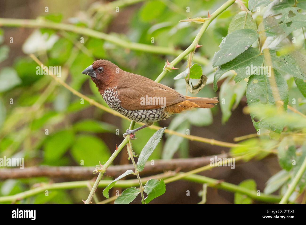 scaly-breasted munia or spotted munia (Lonchura punctulata Stock Photo ...