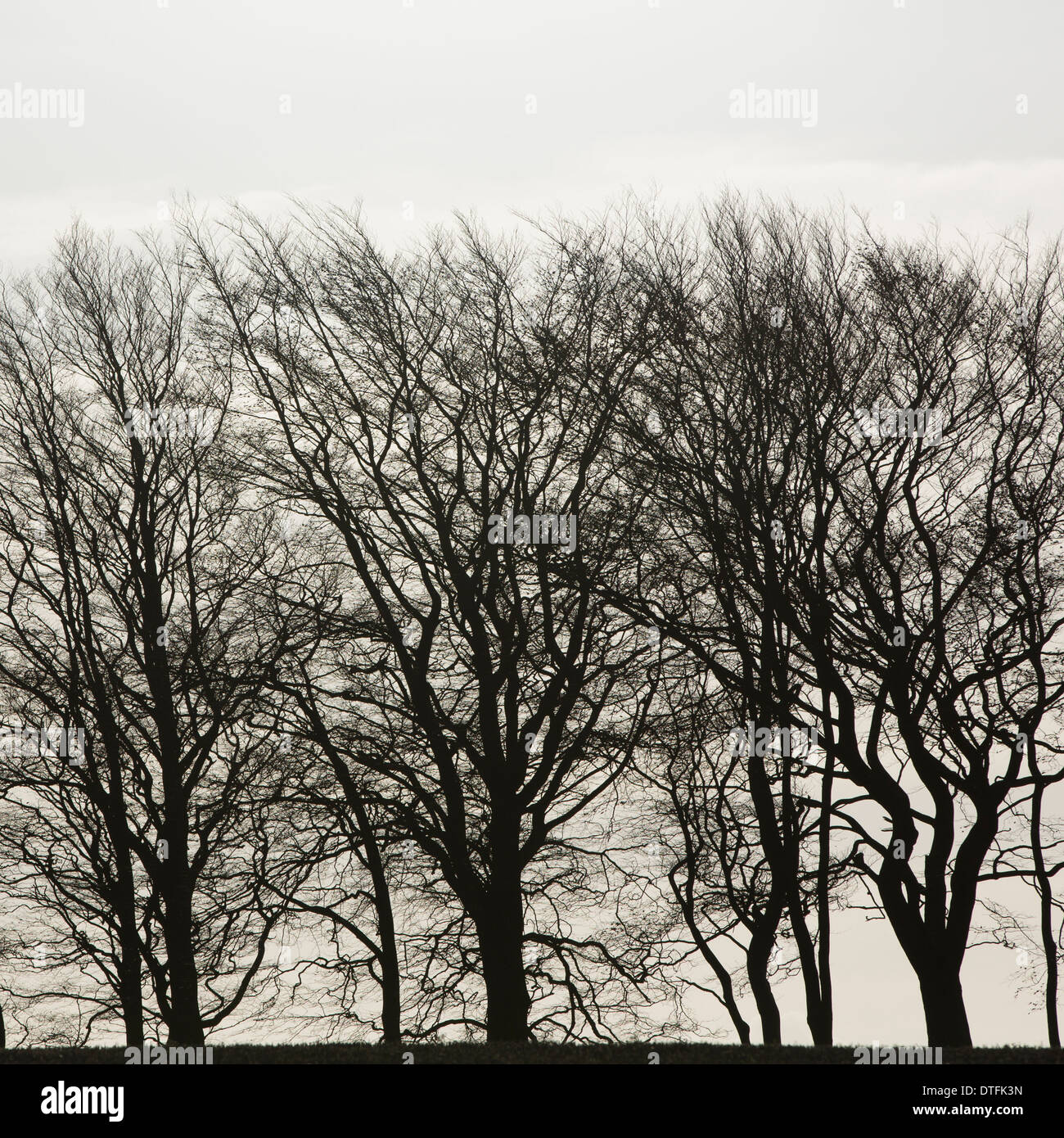 Beech Trees In Winter High Resolution Stock Photography and Images - Alamy