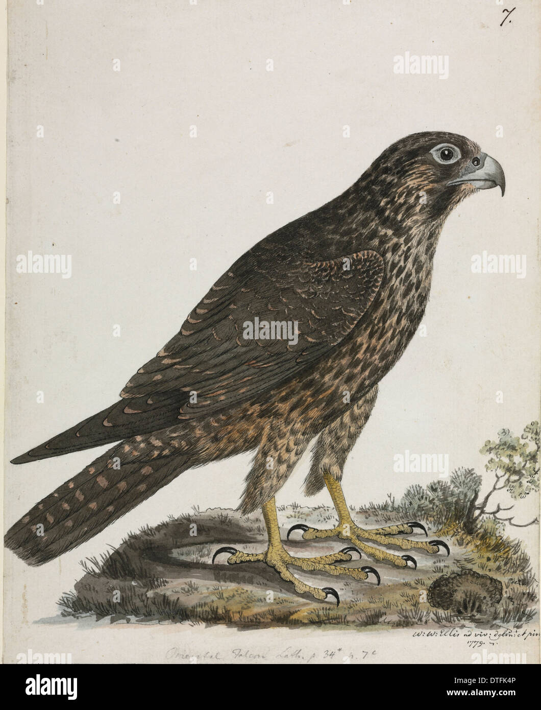 Peregrine falcon painting hi-res stock photography and images - Alamy