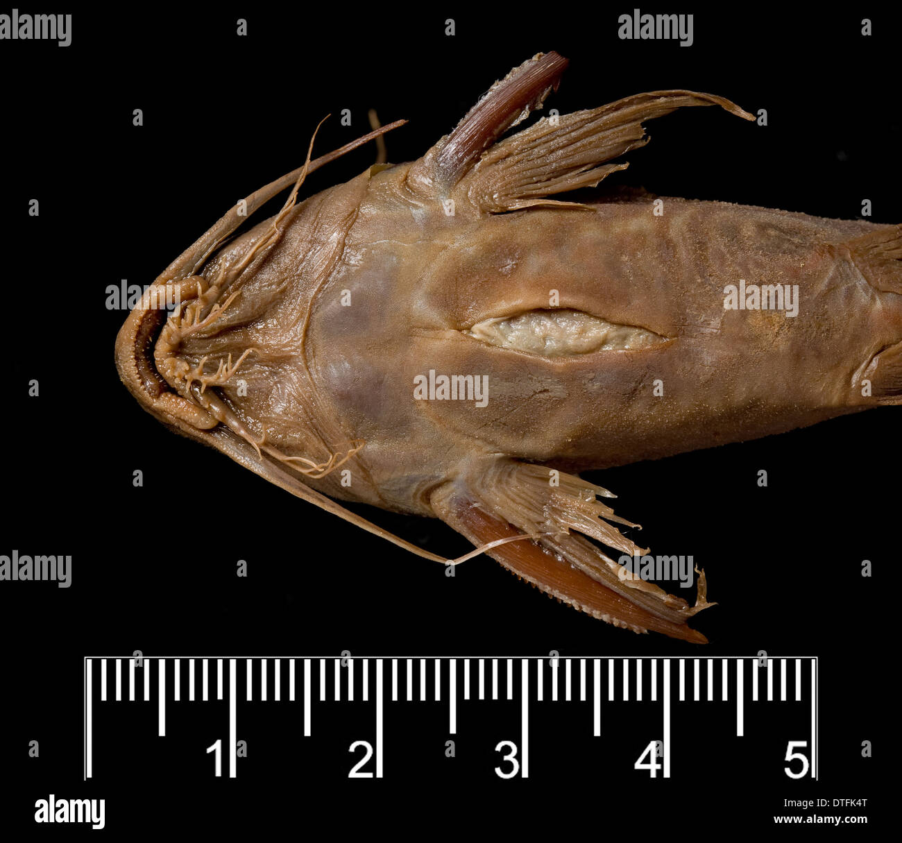 Upside down catfish hi-res stock photography and images - Alamy