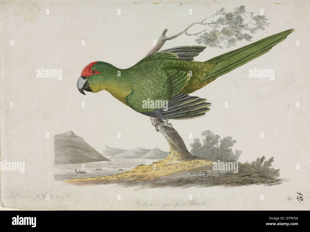 Cyanoramphus novaezelandiae, red-fronted parakeet Stock Photo - Alamy