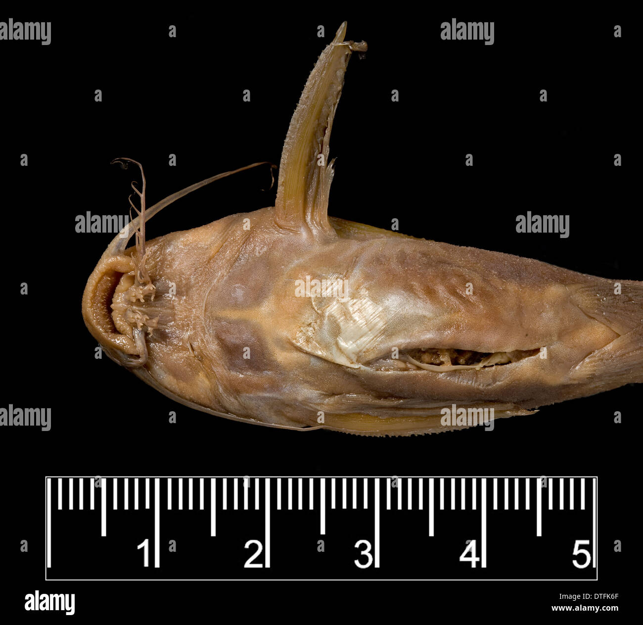 Upside down catfish hi-res stock photography and images - Alamy