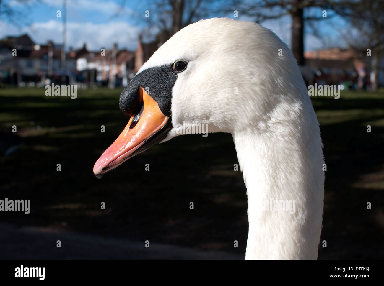 Profile of swan head hi-res stock photography and images - Alamy