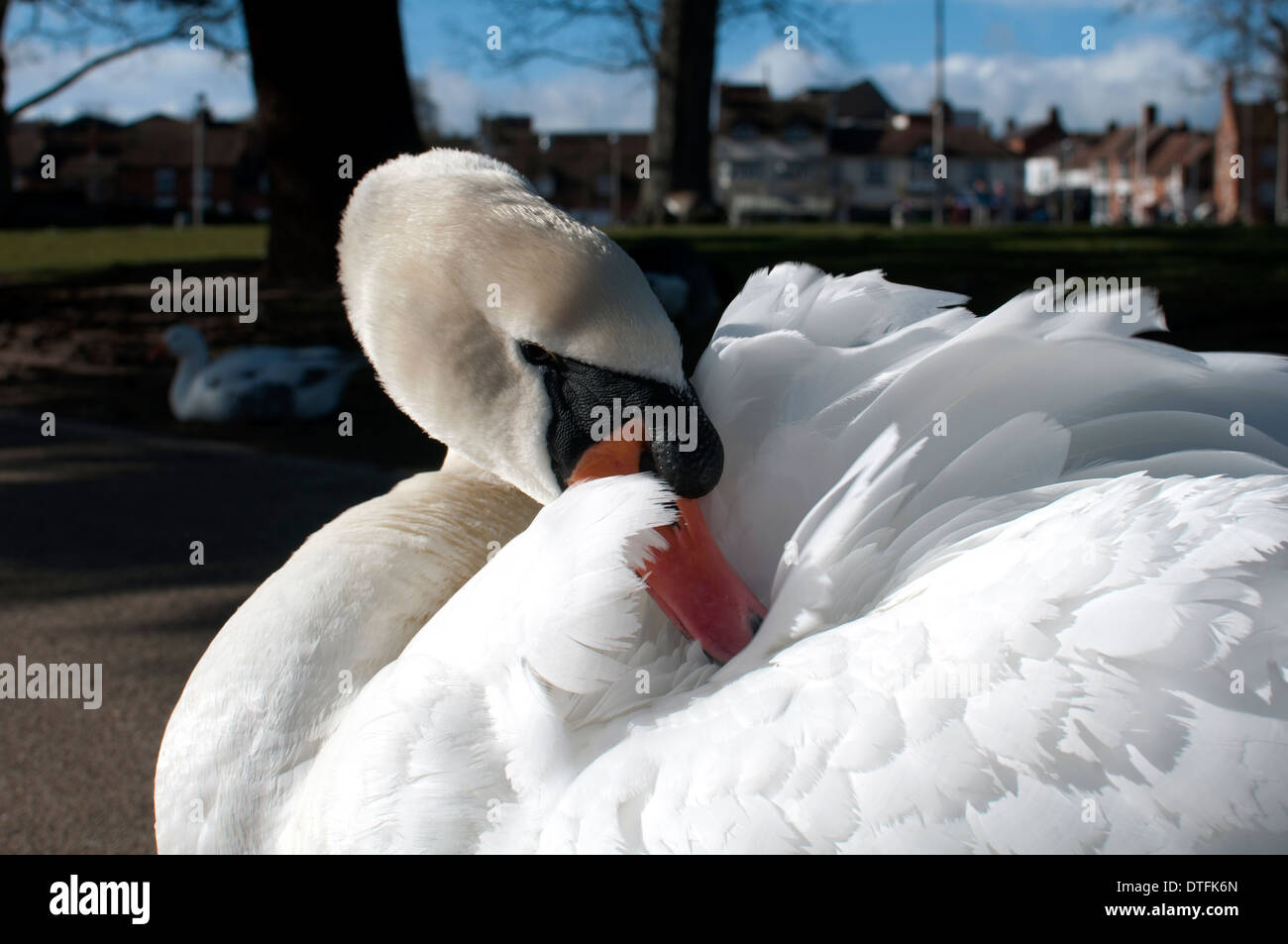 Swan preening hi-res stock photography and images - Alamy