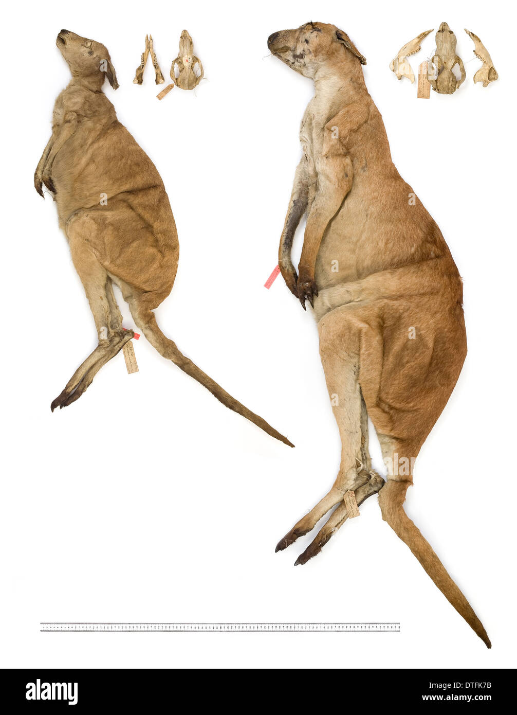 Kangaroo bone hi-res stock photography and images - Alamy