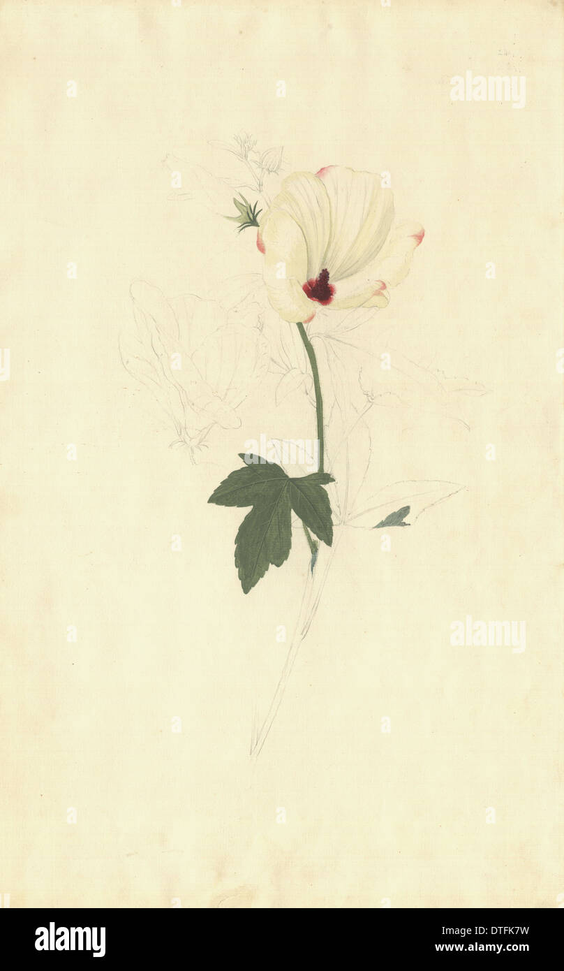 Hibiscus flower drawing hi-res stock photography and images - Alamy