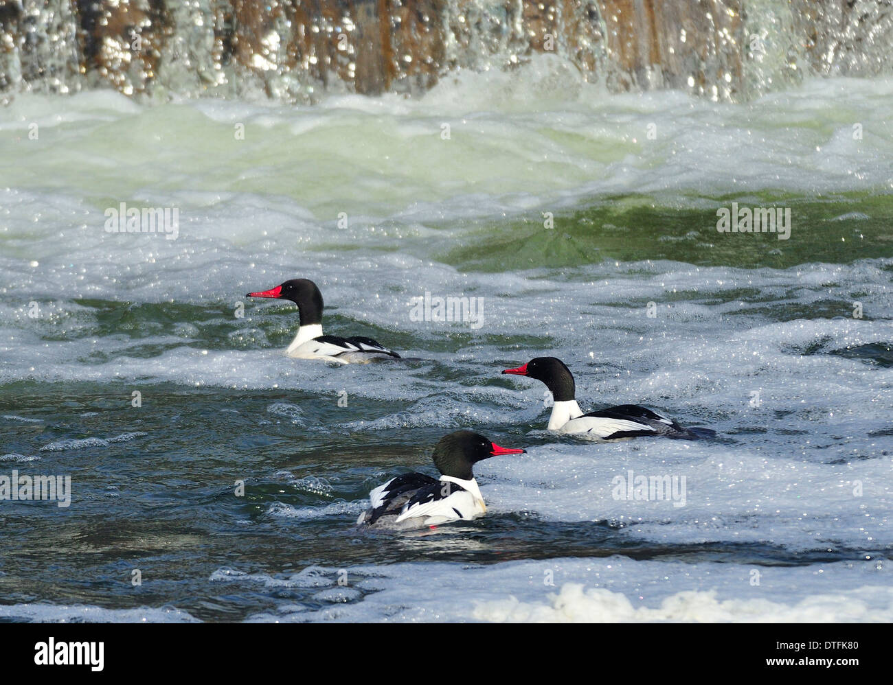 Common Mergansers fishing beneath waterfalls. Mergus merganser Stock ...