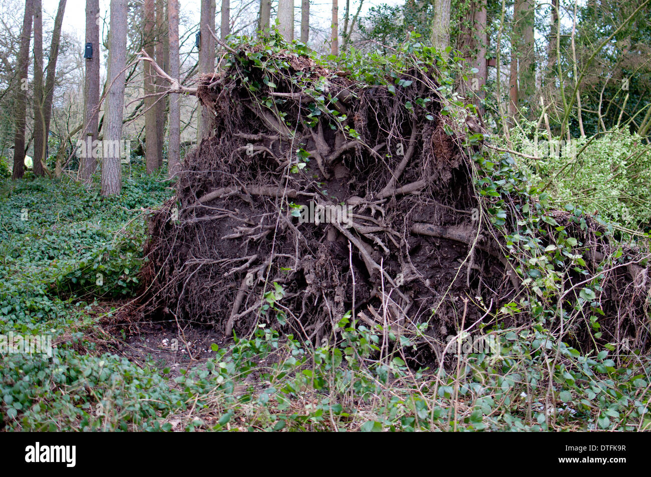 Roots of fallen coniferous tree, Brueton Park, Solihull, UK Stock Photo ...