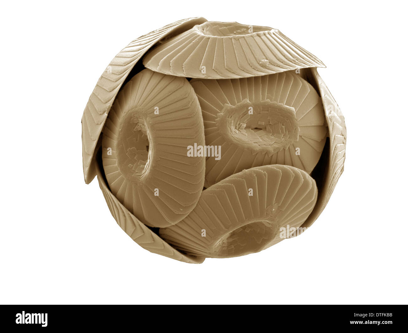 Coccolithophore Cut Out Stock Images & Pictures - Alamy