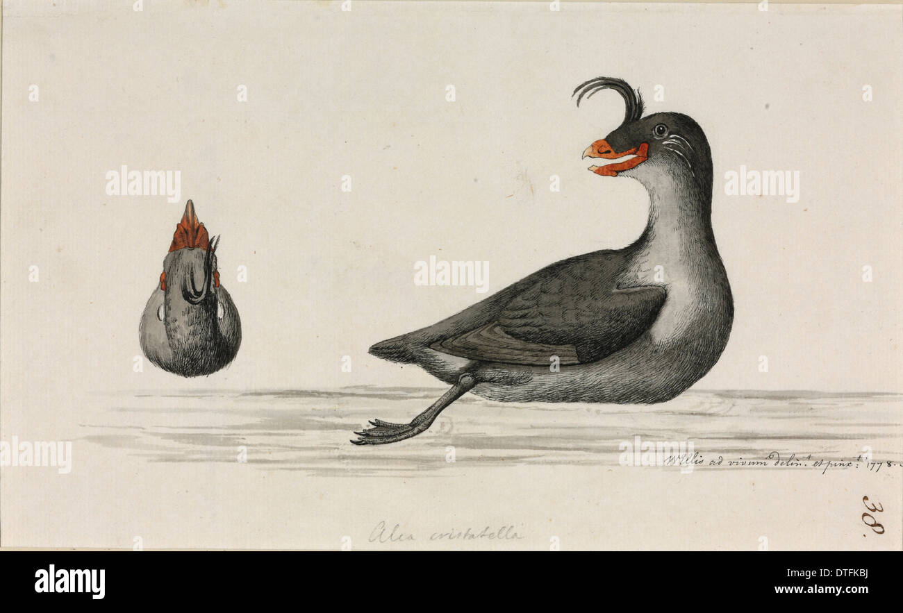 Aethia cristatella, crested auklet Stock Photo - Alamy