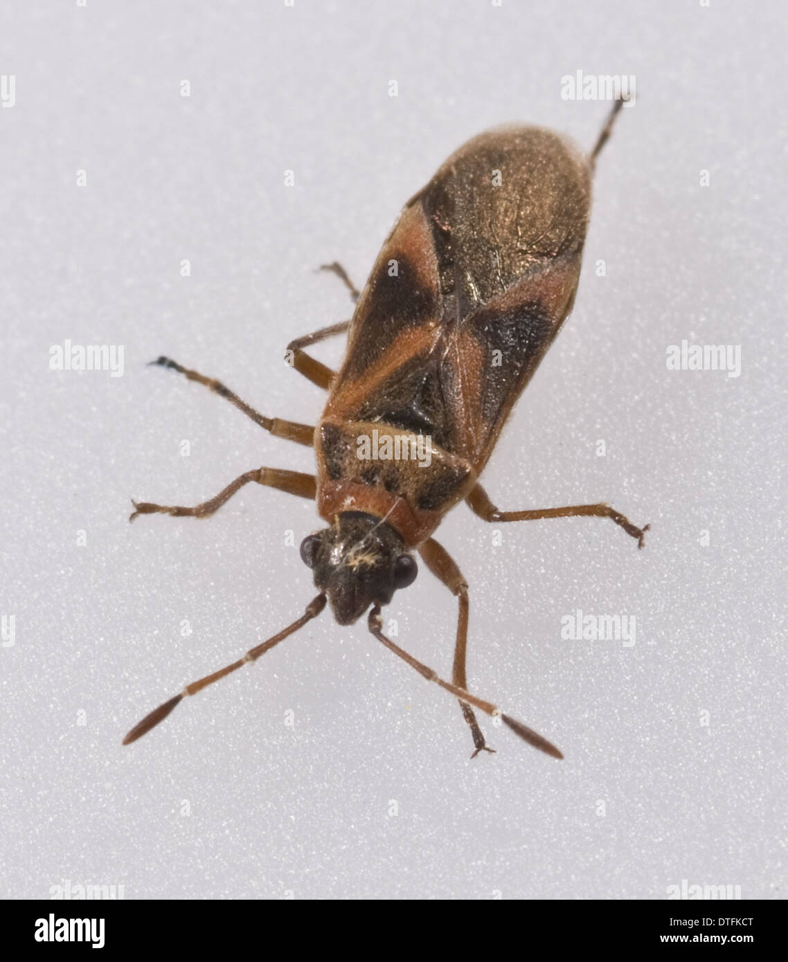 Mystery Insect High Resolution Stock Photography and Images - Alamy