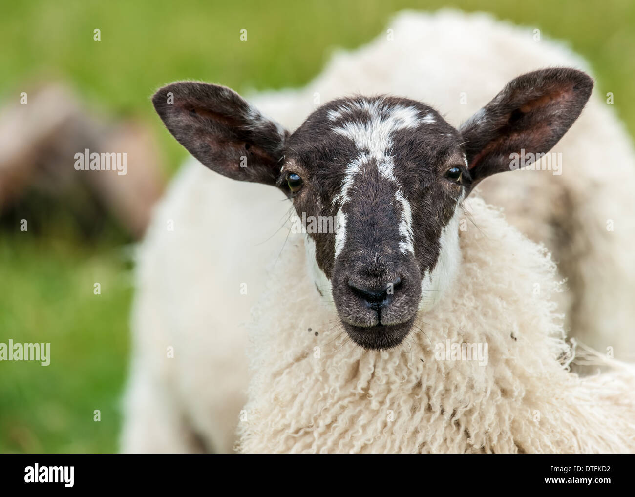 Ram and ewe sheep hi-res stock photography and images - Alamy