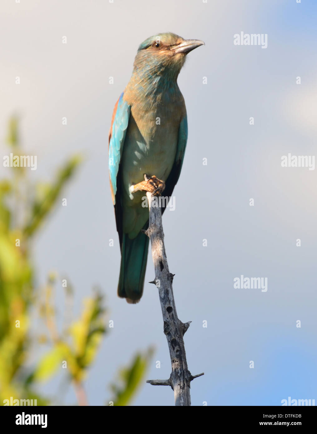 Anne bird hi-res stock photography and images - Alamy