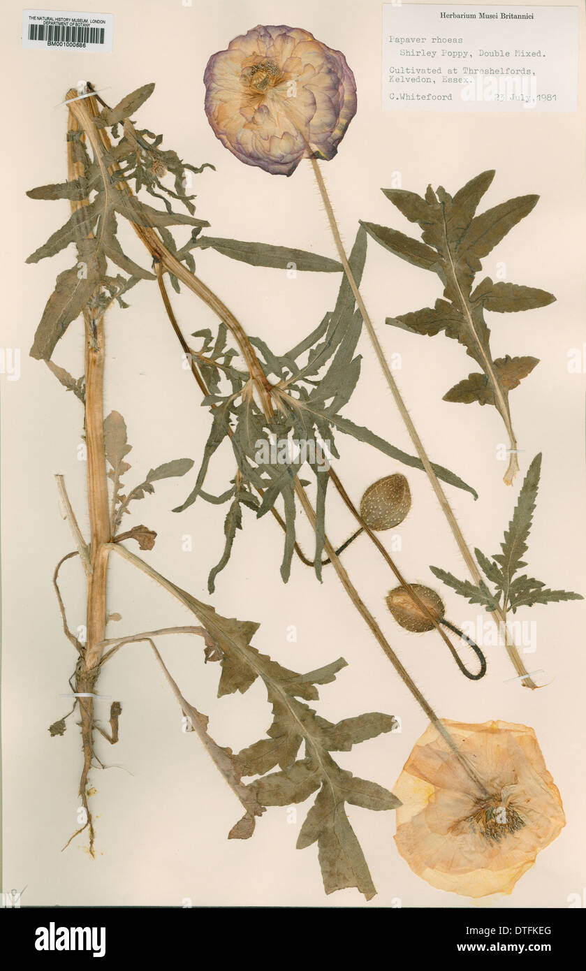 Papaver rhoeas, shirley poppy, double mixed Stock Photo - Alamy