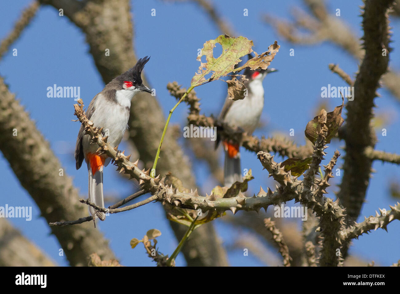 Red-whiskered Bulbuls (Pycnonotus jocosus Stock Photo - Alamy