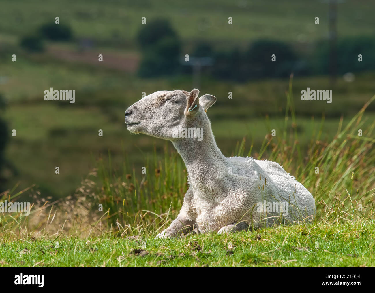 Ram and ewe sheep hi-res stock photography and images - Alamy