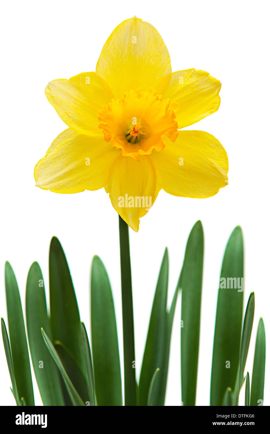Yellow narcissus flower closeup isolated on white Stock Photo - Alamy
