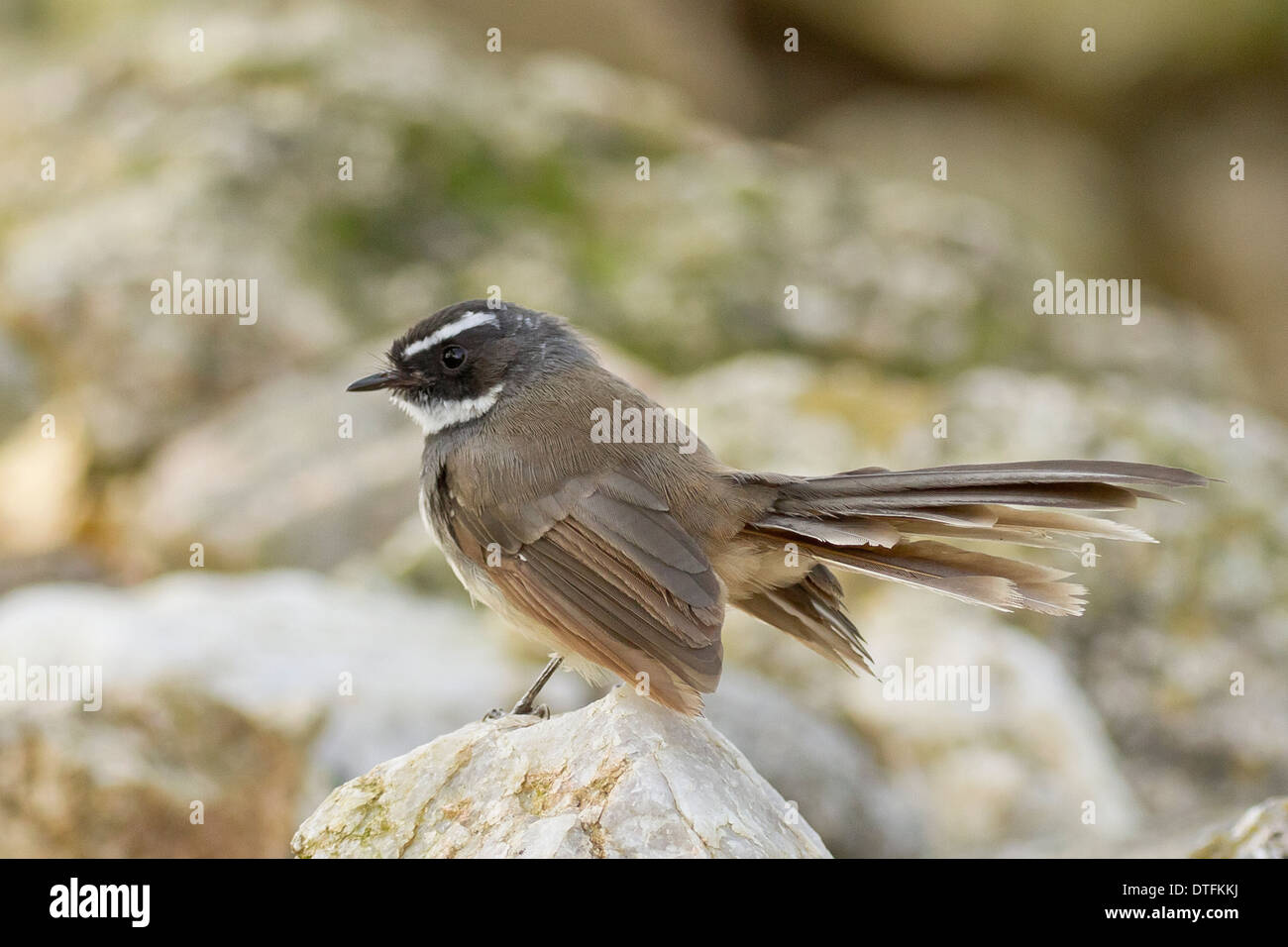 Spot breasted fantail hi-res stock photography and images - Alamy