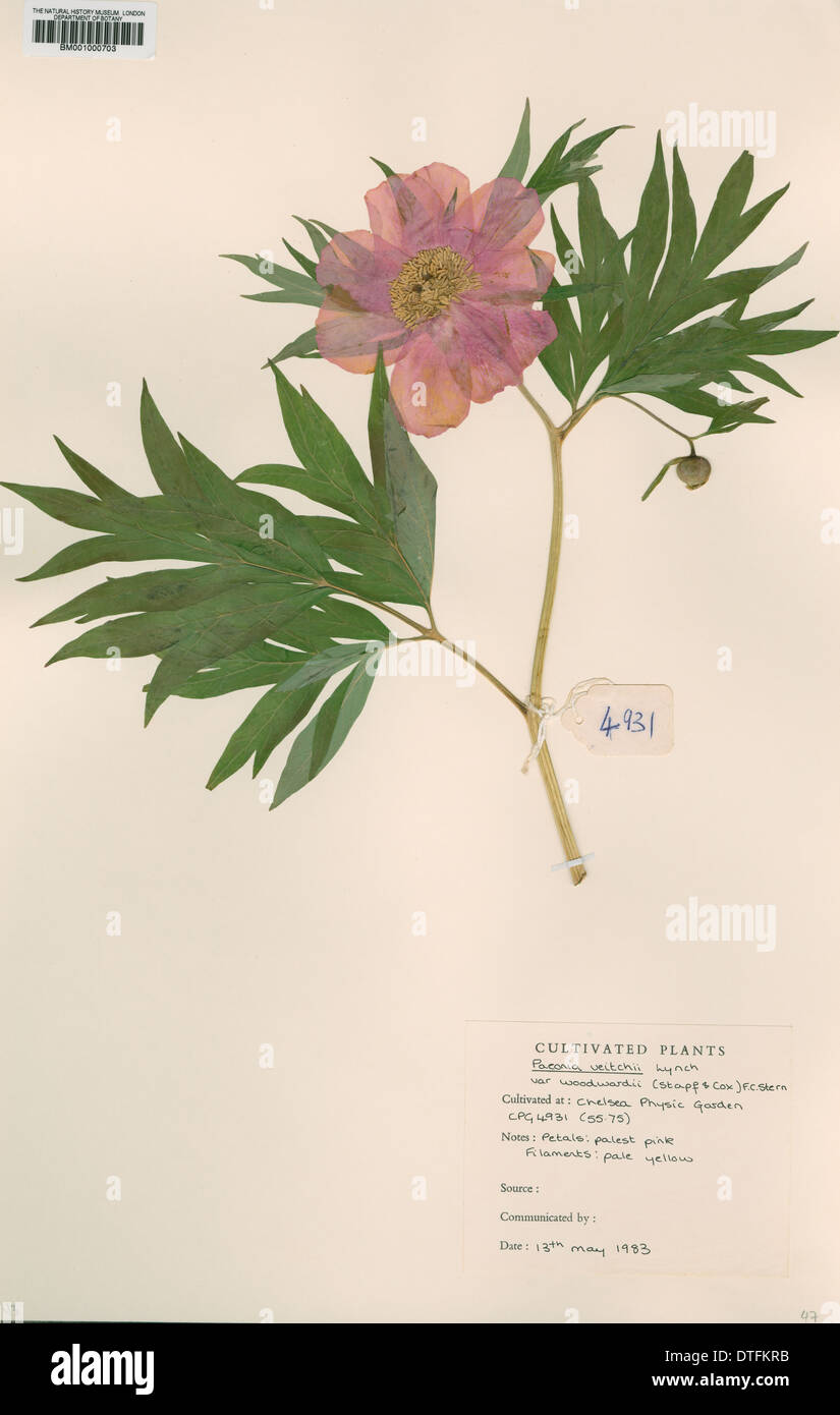 Paeonia veitchii, veitchii peony Stock Photo - Alamy