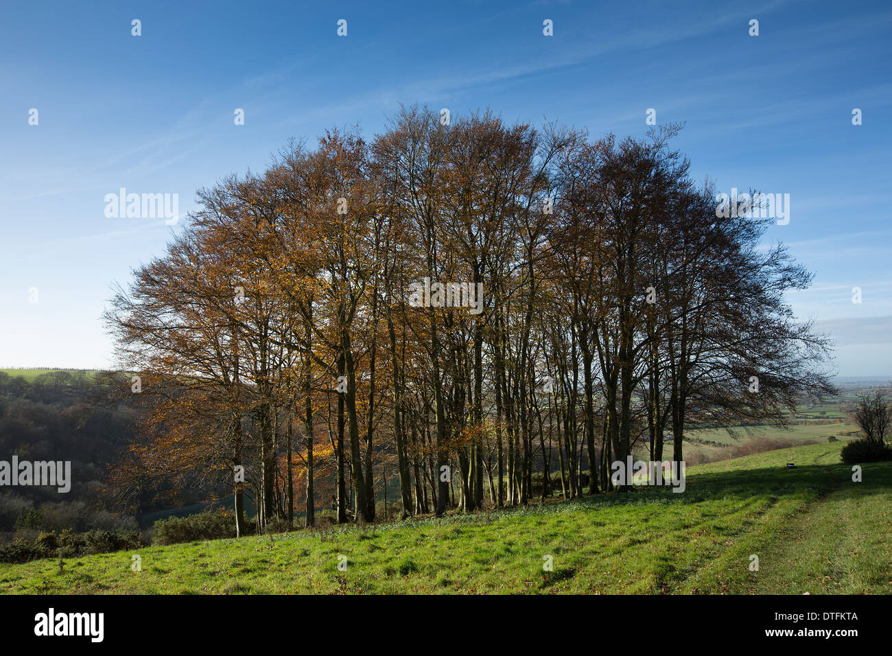 A 'stand' of Beech Trees on Fontmell Down Nature Reserve towards ...