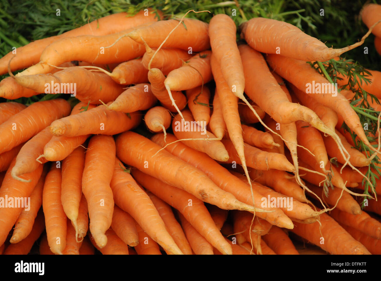 Long stemmed hi-res stock photography and images - Alamy