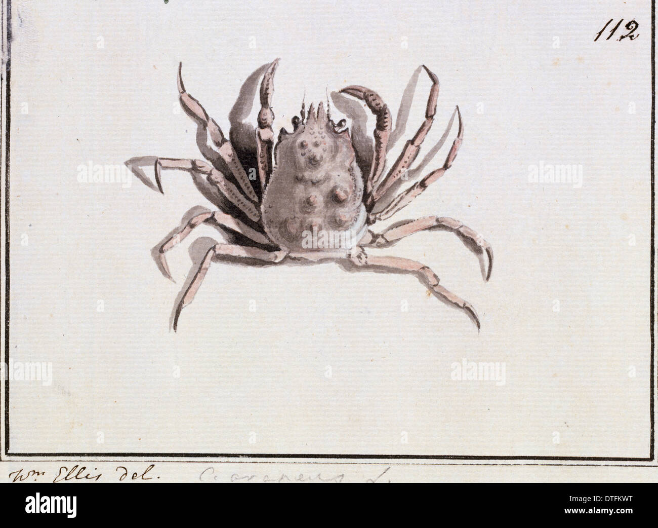Hyas araneus, great spider crab Stock Photo - Alamy