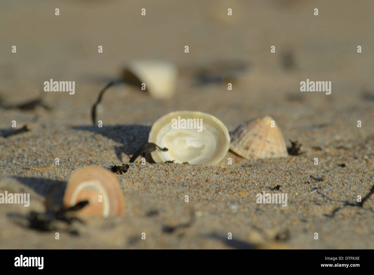 Limpet shells hi-res stock photography and images - Alamy