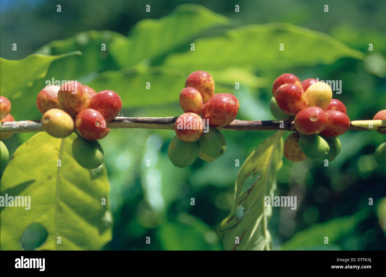 Rubiaceae coffea canephora plant hi-res stock photography and images ...