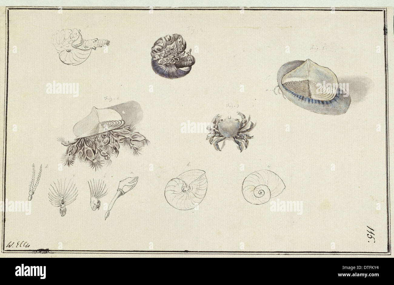 Collection of sea creatures Stock Photo - Alamy