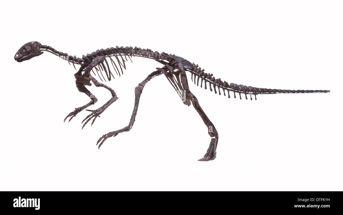 Euornithopoda hi-res stock photography and images - Alamy