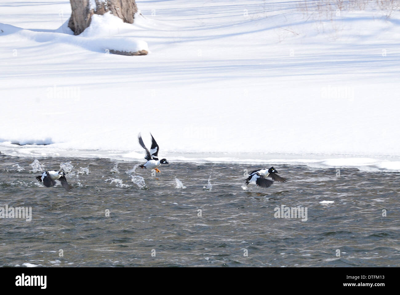 Goldeneye in flight hi-res stock photography and images - Alamy