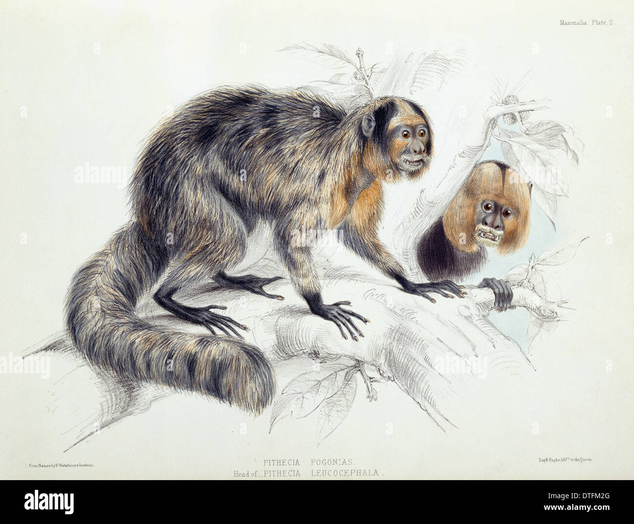 Pithecia leucocephala hi-res stock photography and images - Alamy