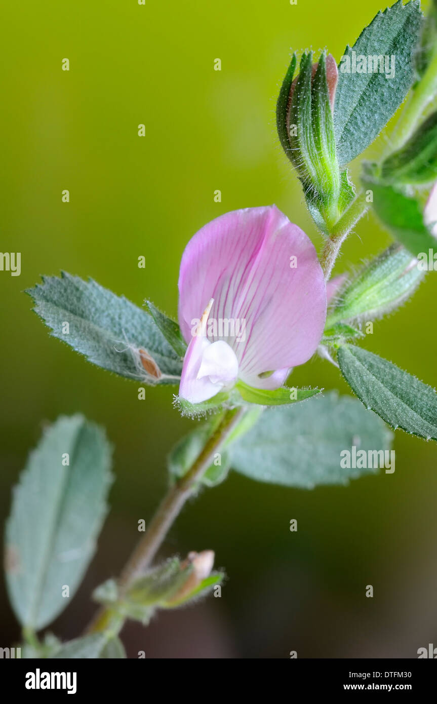 Spiny restharrow, Ononis spinosa, portrait of pink flowers with nice ...