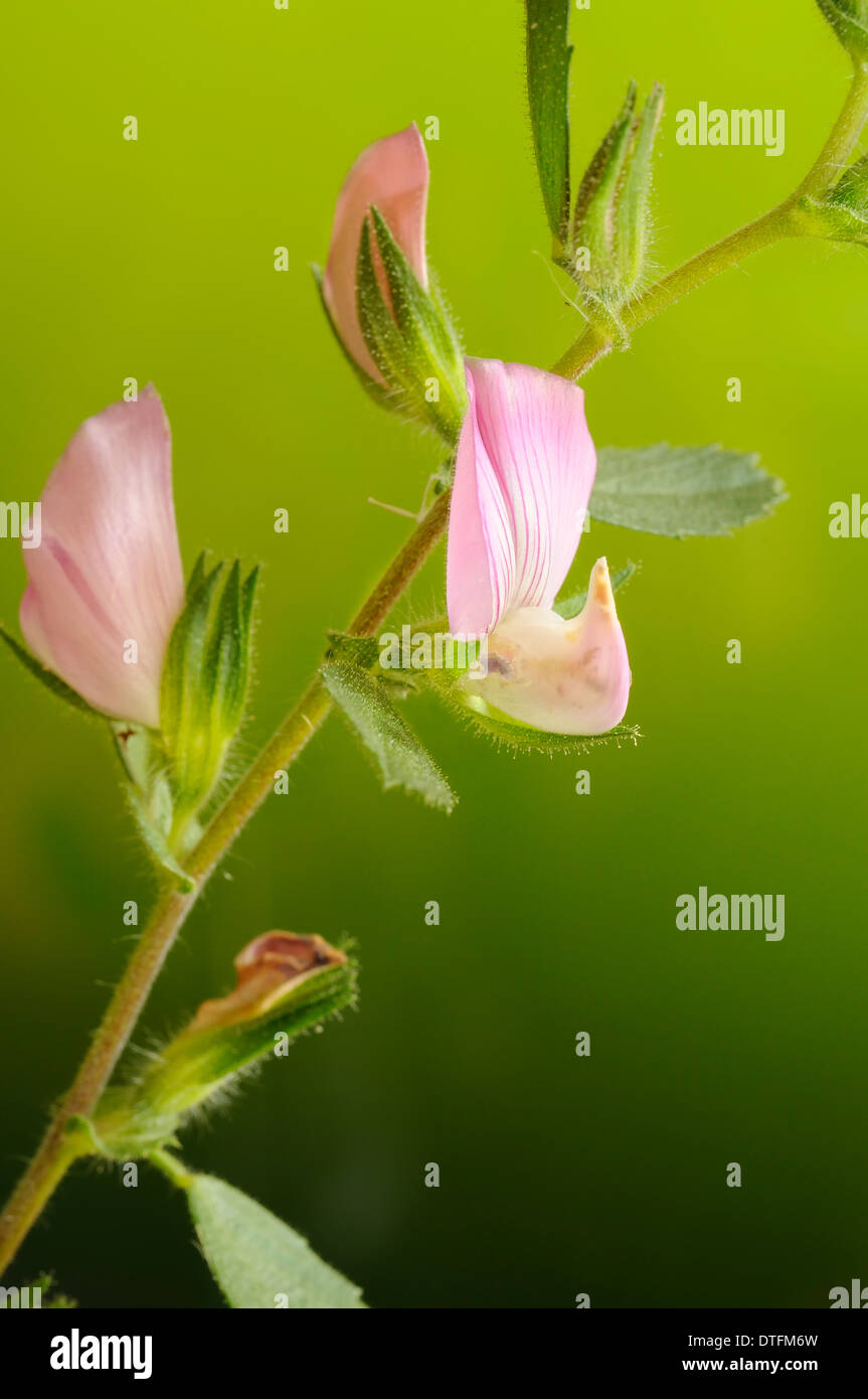Spiny restharrow, Ononis spinosa, portrait of pink flowers with nice ...