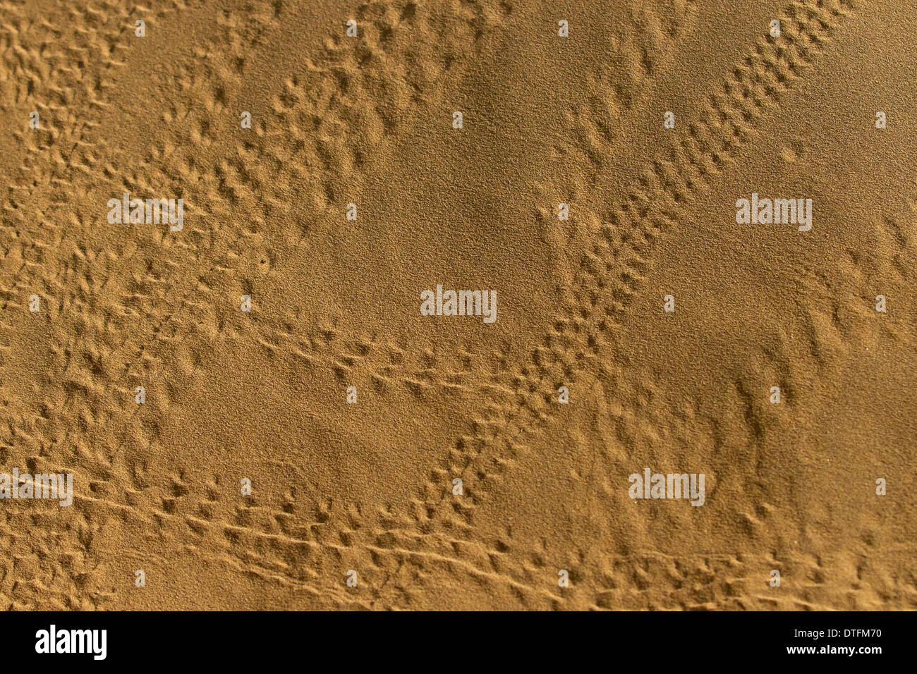 Animal tracks on sand dune Stock Photo - Alamy