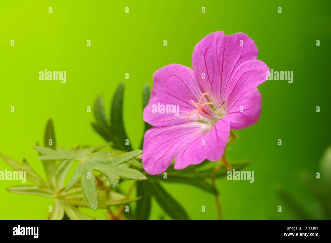 Cut-leaved Cranesbill, Geranium dissectum, portrait of purple flower ...