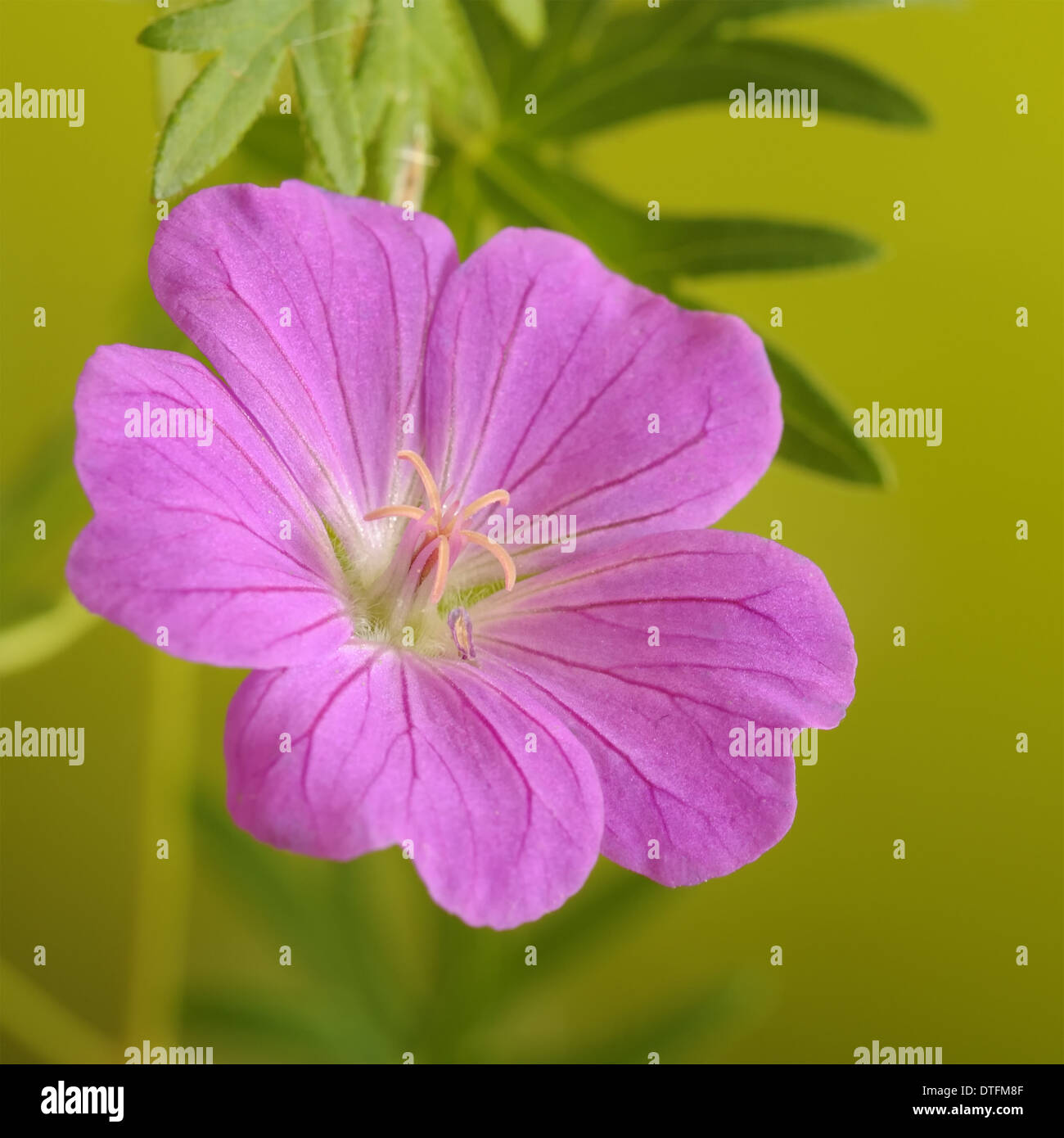 Cut-leaved Cranesbill, Geranium dissectum, portrait of purple flower ...
