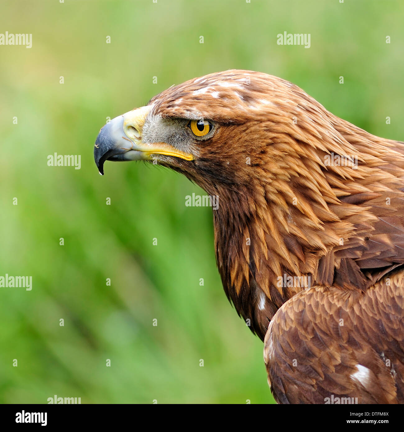 Portrait of Golden Eagle, Aquila chrysaetos Stock Photo - Alamy